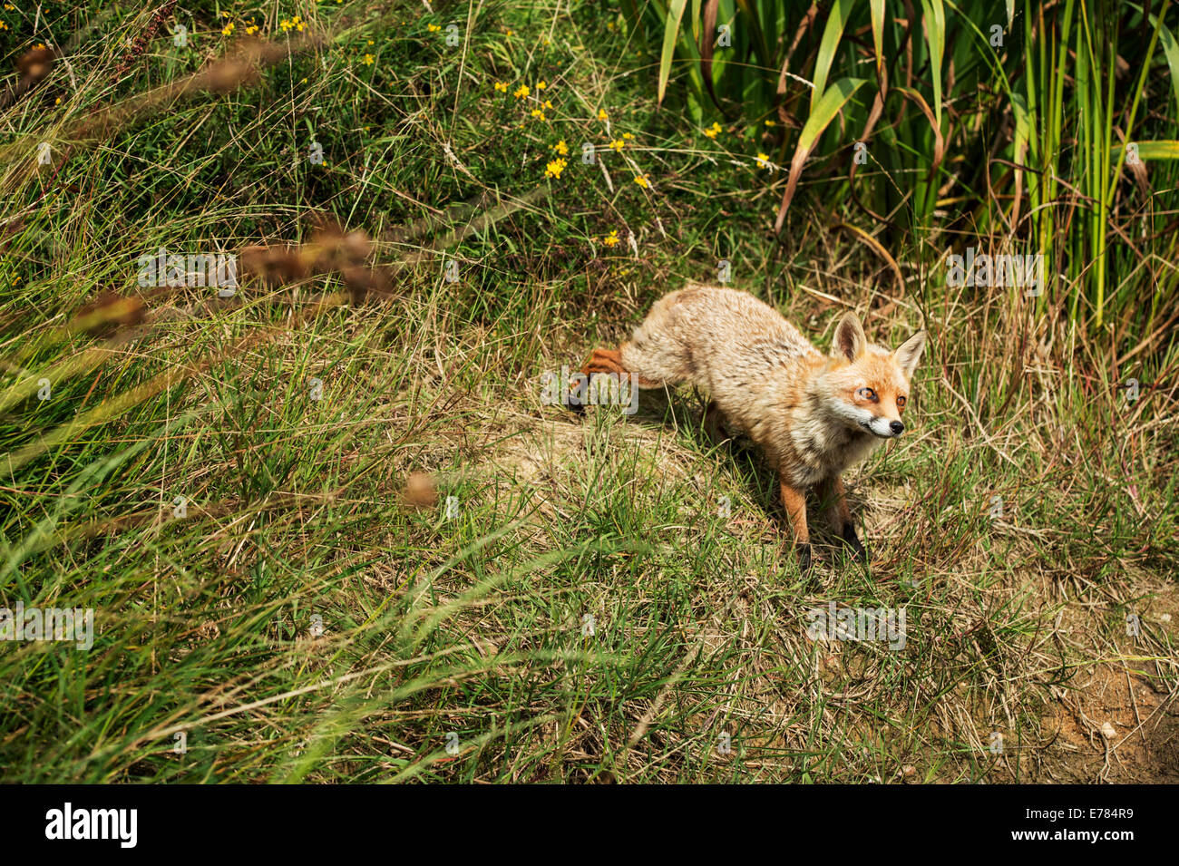 Red fox anatomy hi-res stock photography and images - Alamy
