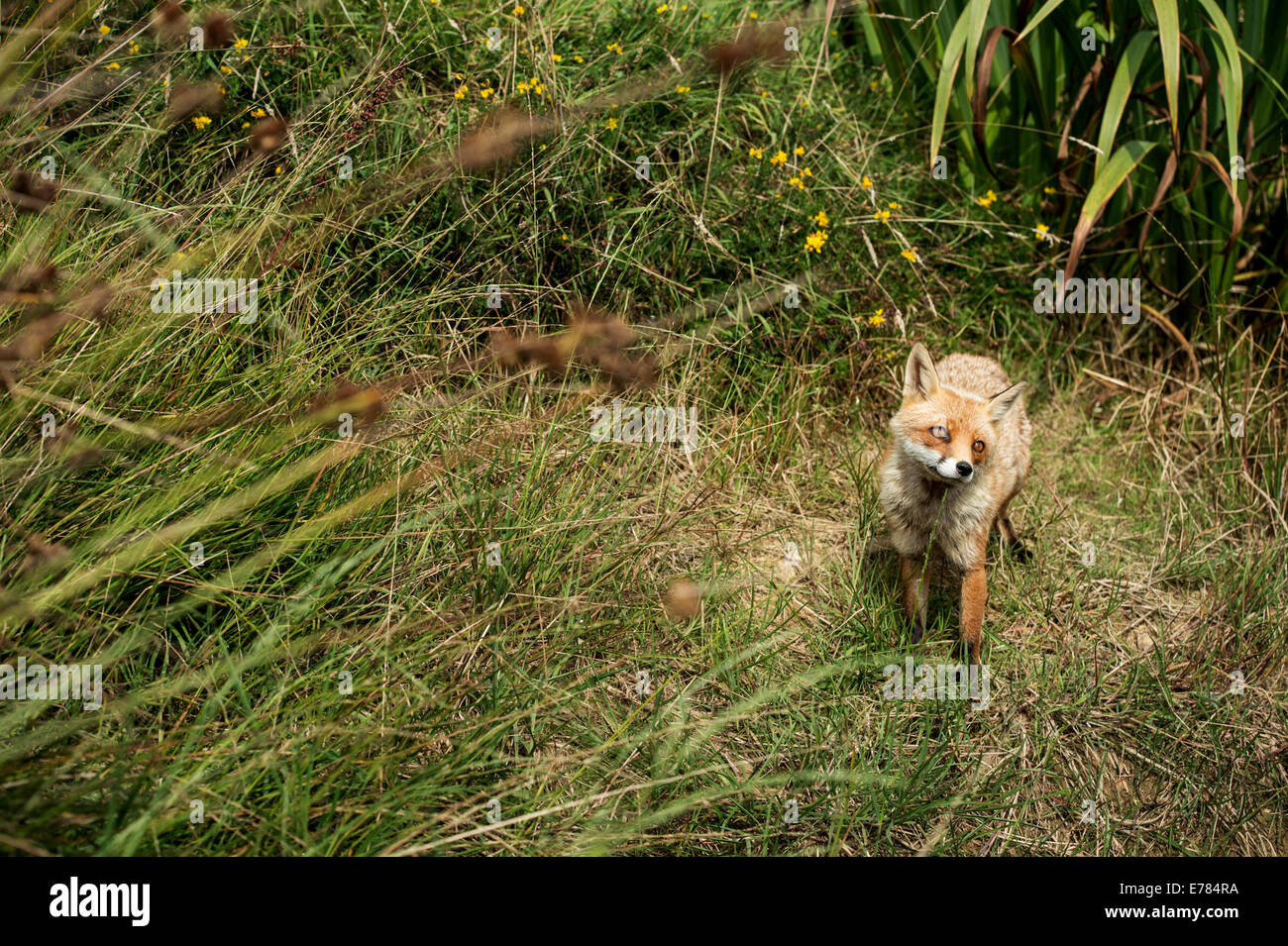 Red fox anatomy hi-res stock photography and images - Alamy