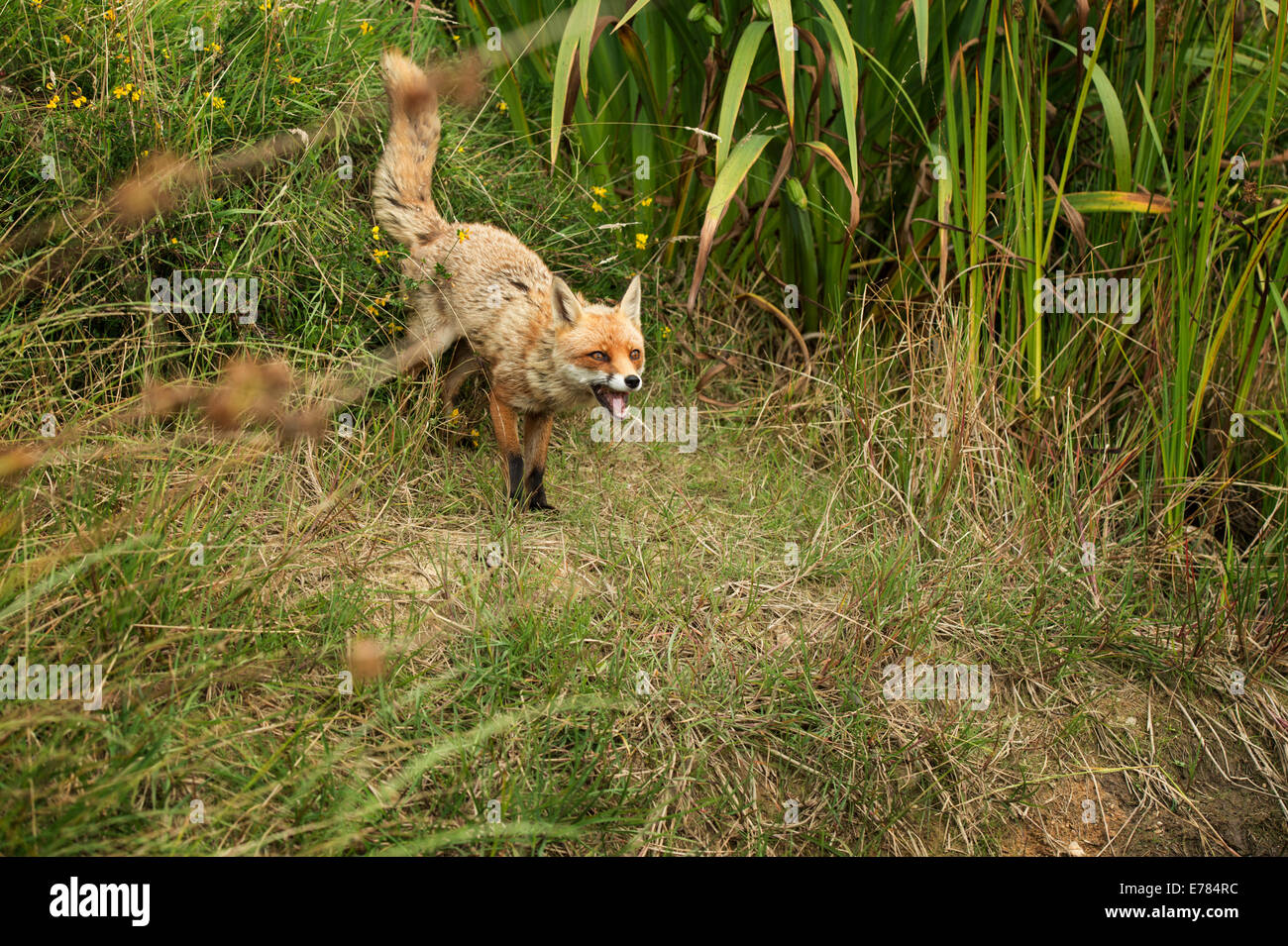 Red fox anatomy hi-res stock photography and images - Alamy