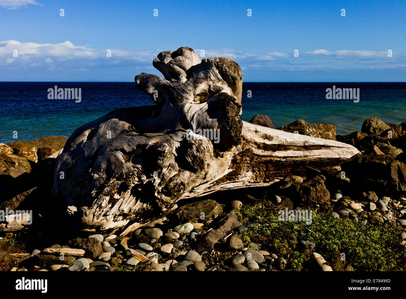 Driftwood on Ediz Hook at Port Angles Washington USA Stock Photo - Alamy