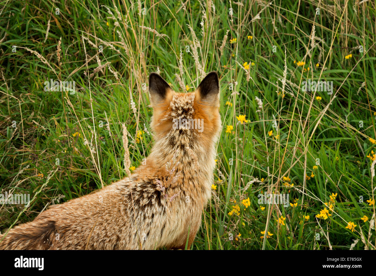 Red fox anatomy hi-res stock photography and images - Alamy