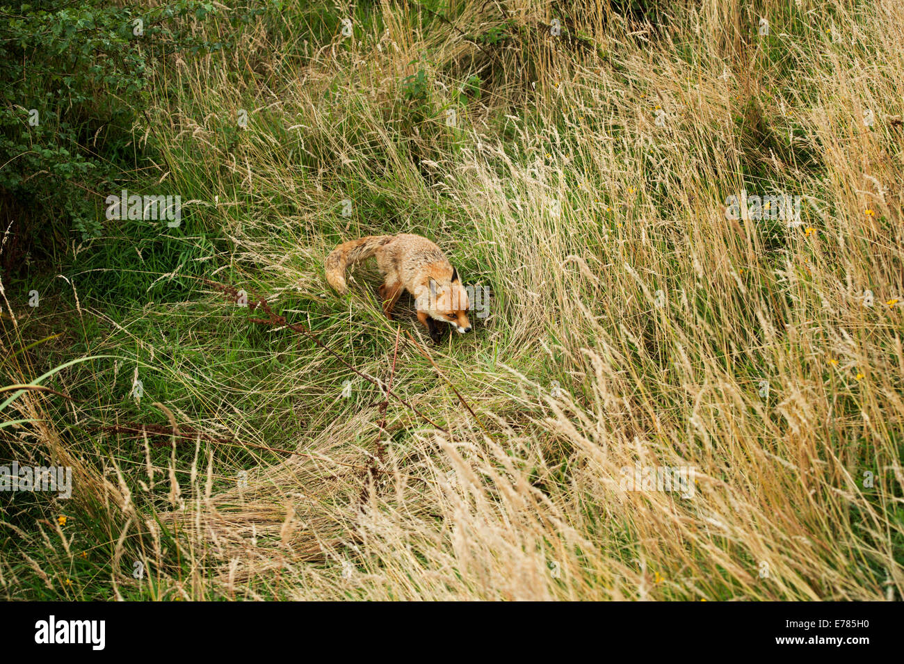 Red fox anatomy hi-res stock photography and images - Alamy