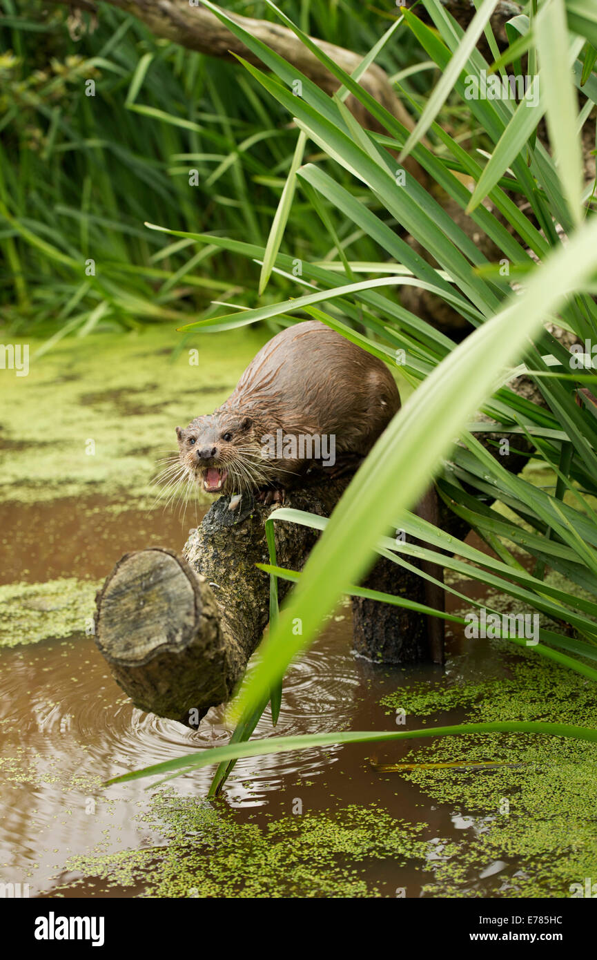 Wildlife habitats hi-res stock photography and images - Alamy