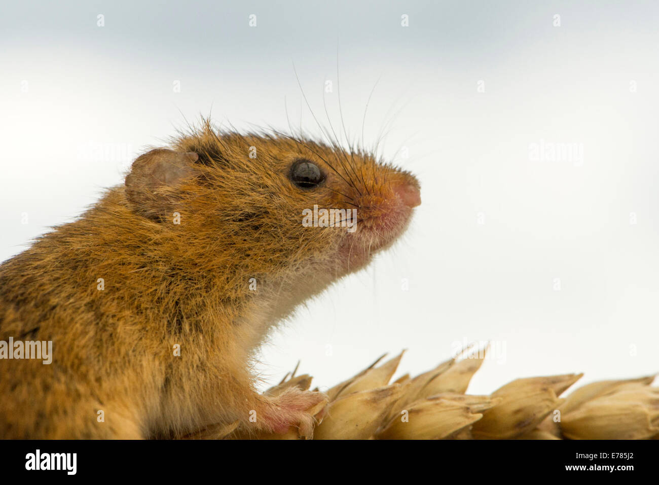 Harvest Mice Micromys Minutus Pair High Resolution Stock Photography ...