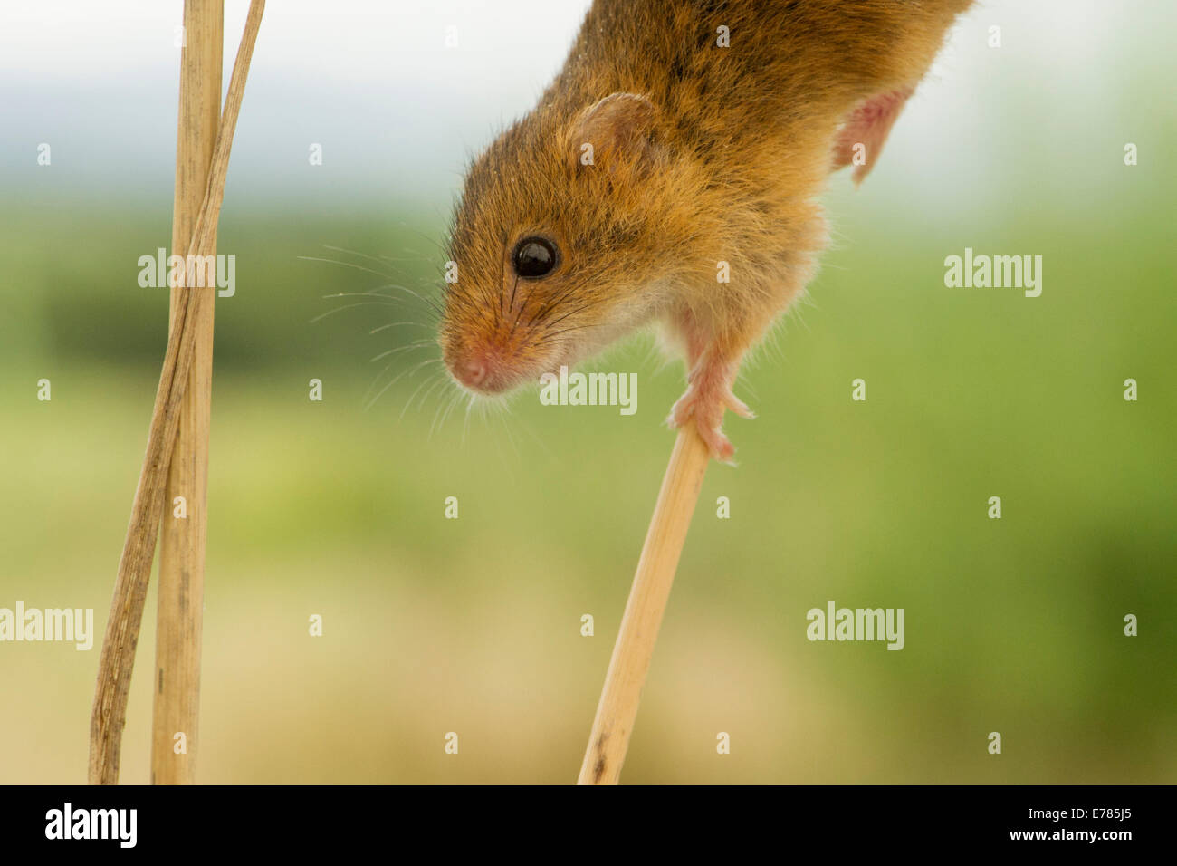 Harvest Mice Micromys Minutus Pair High Resolution Stock Photography ...