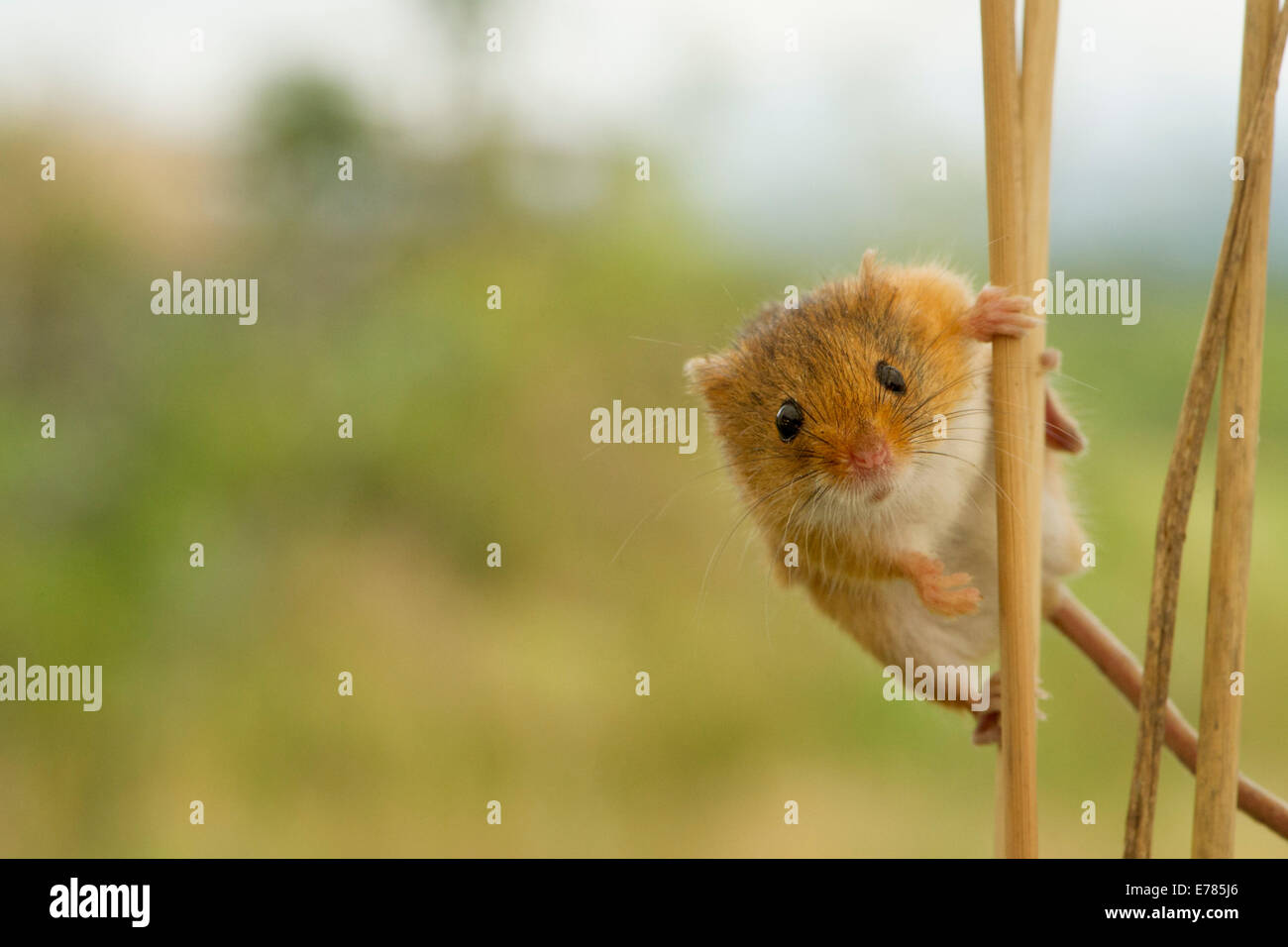 Harvest mouse climbing hi-res stock photography and images - Alamy