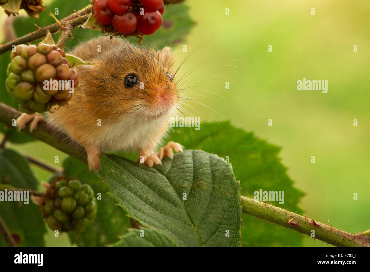 Harvest Mice Micromys Minutus Pair High Resolution Stock Photography ...