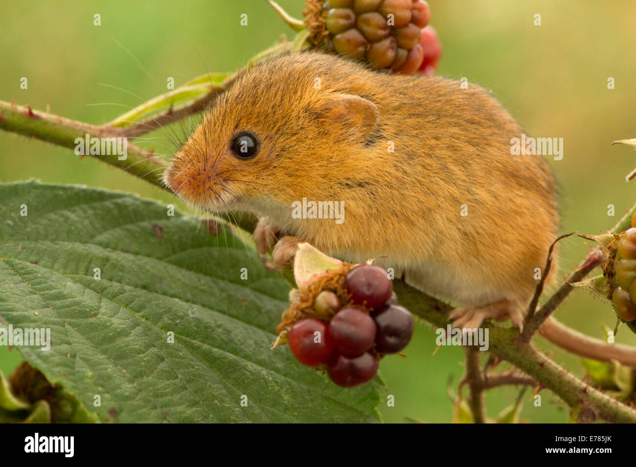 Harvest Mice Micromys Minutus Pair High Resolution Stock Photography ...