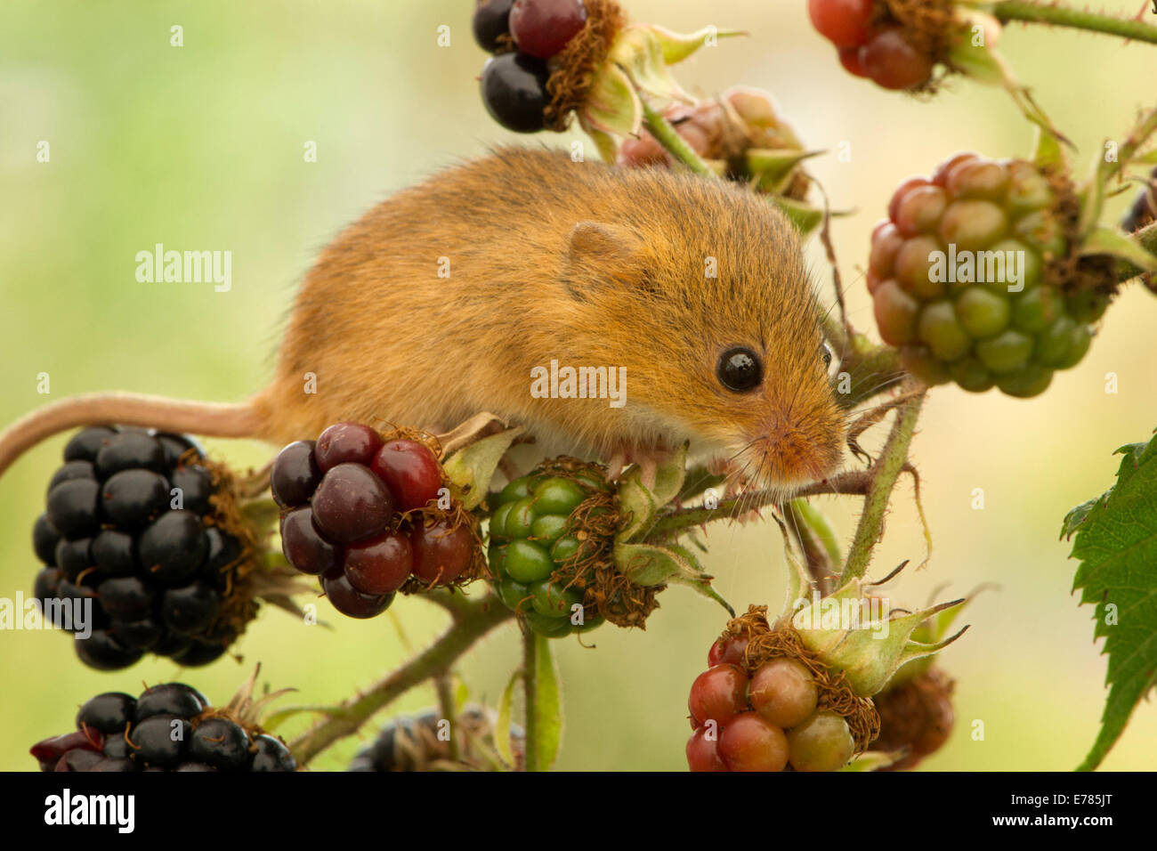 Harvest mice micromys minutus pair hi-res stock photography and images ...