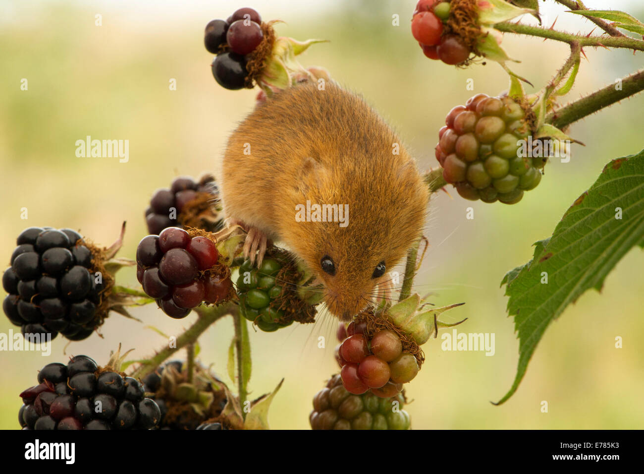 Harvest Mice Micromys Minutus Pair High Resolution Stock Photography ...