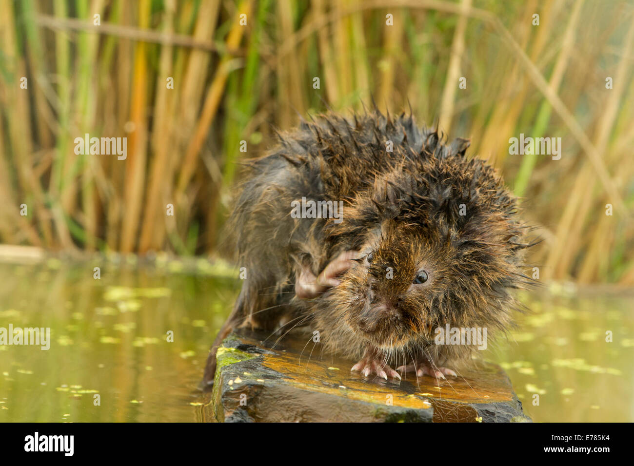 British water rat hi-res stock photography and images - Alamy