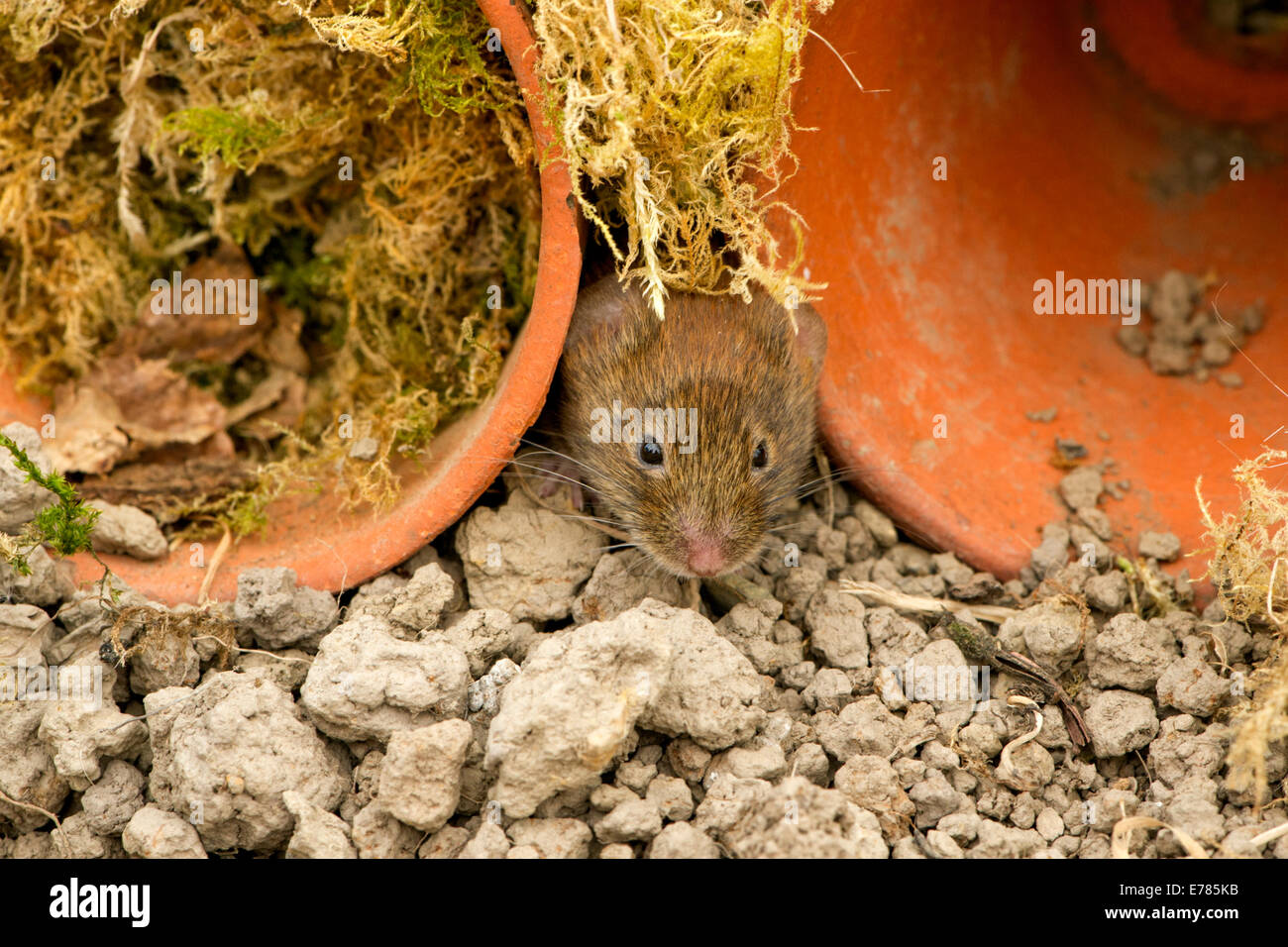 Bank vole eyes hi-res stock photography and images - Alamy