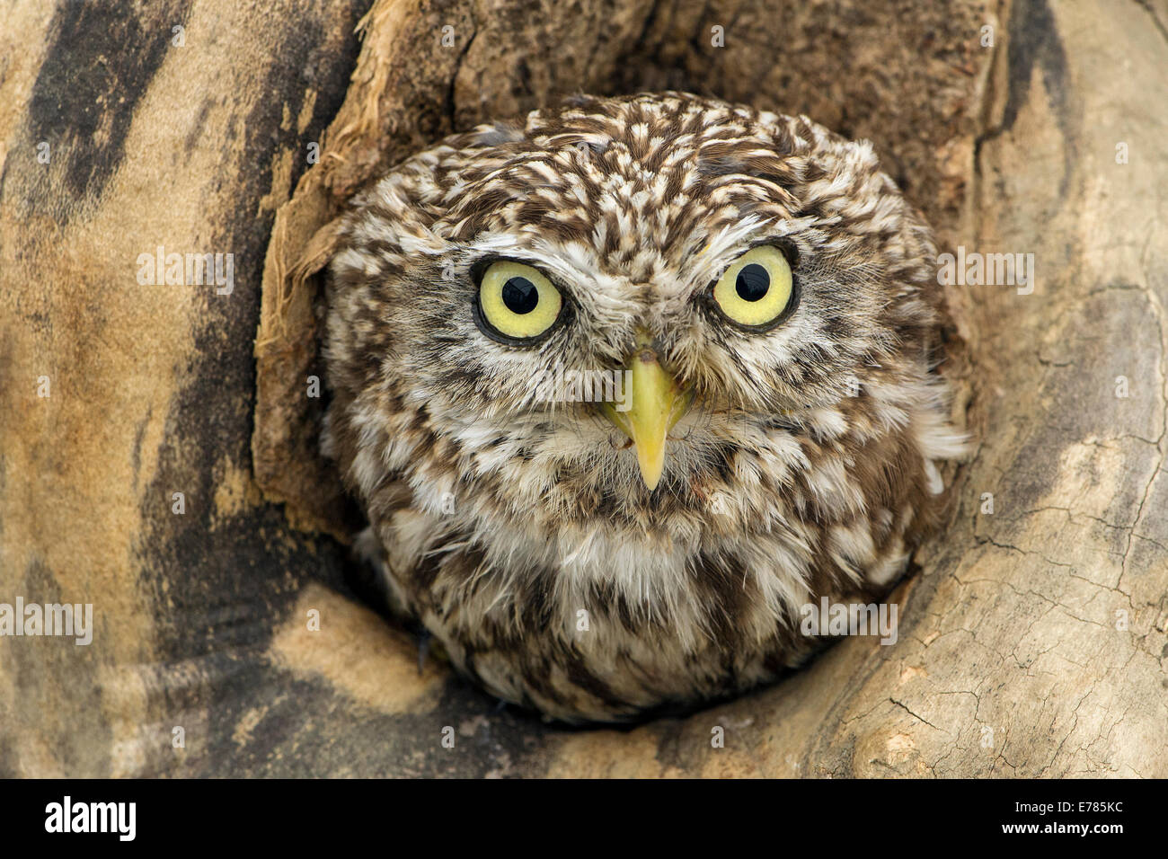 Avian eye anatomy hi-res stock photography and images - Alamy