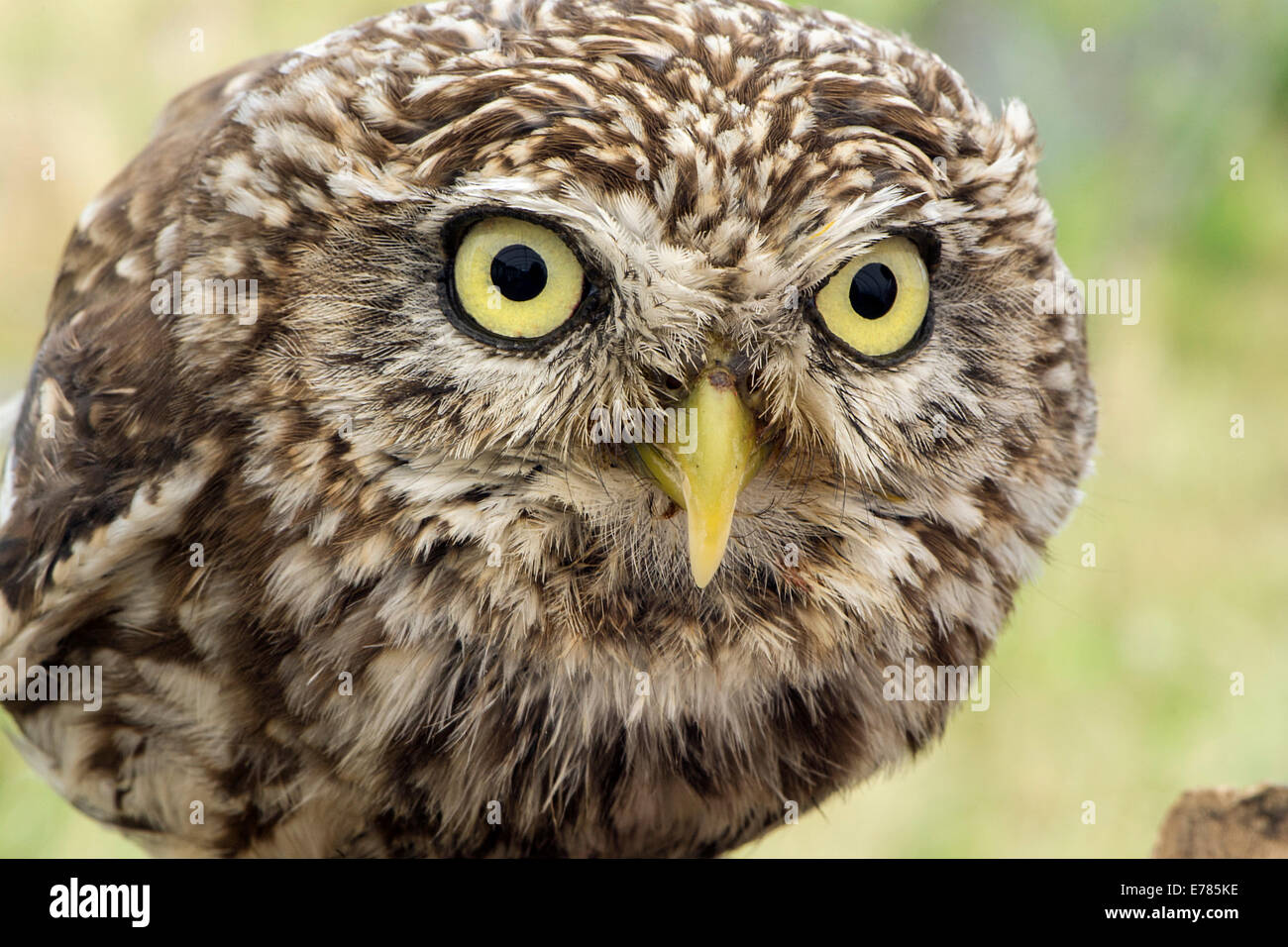 Avian eye anatomy hi-res stock photography and images - Alamy