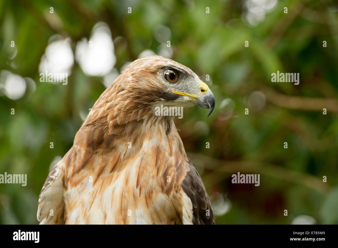 American Red tailed hawk Stock Photo - Alamy
