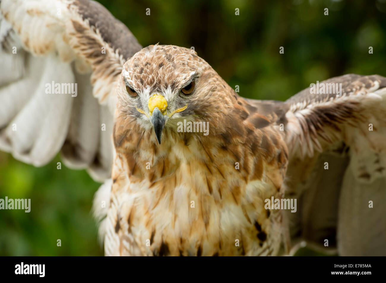 American Red tailed hawk Stock Photo - Alamy