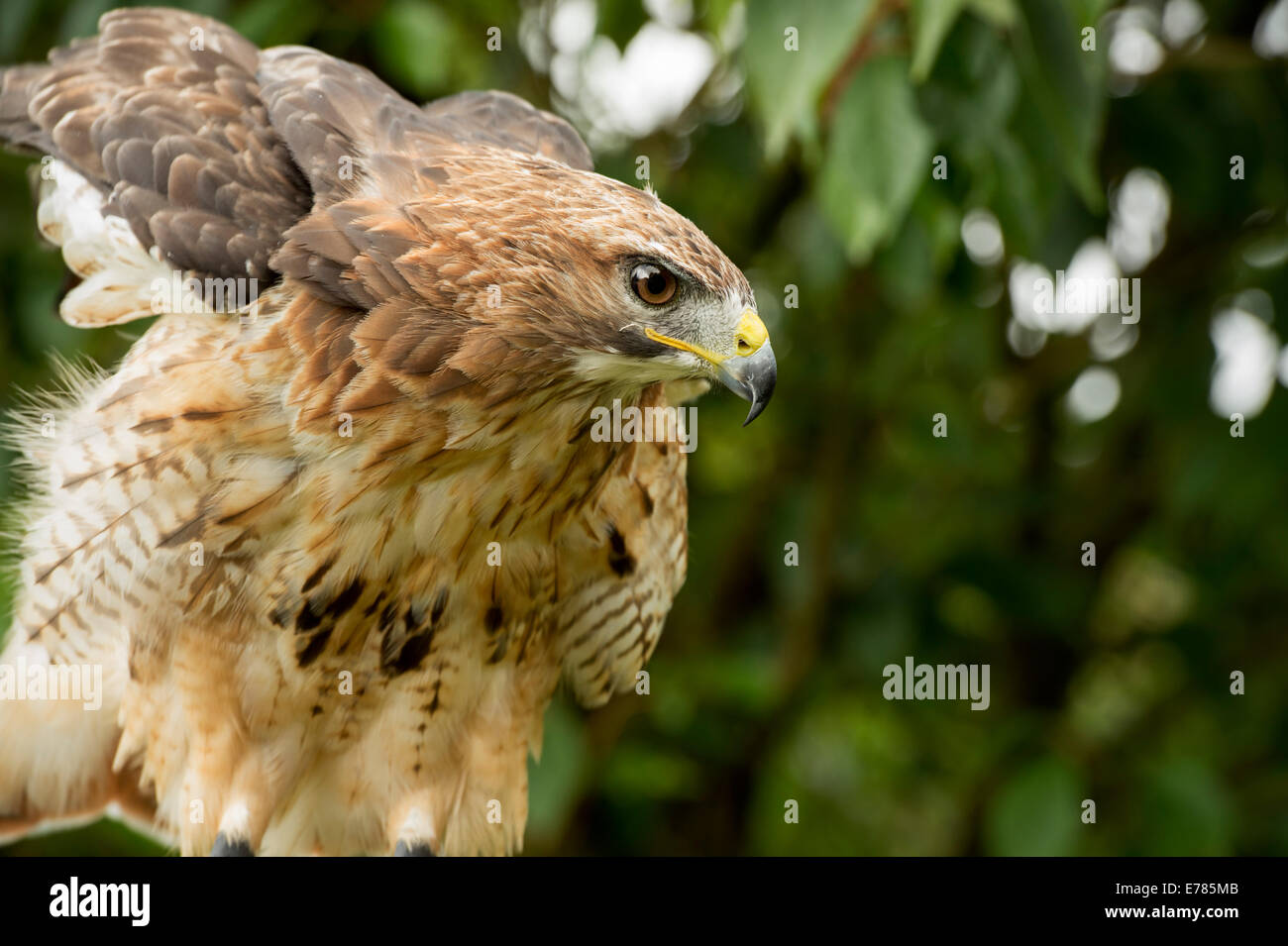 American Red tailed hawk Stock Photo - Alamy
