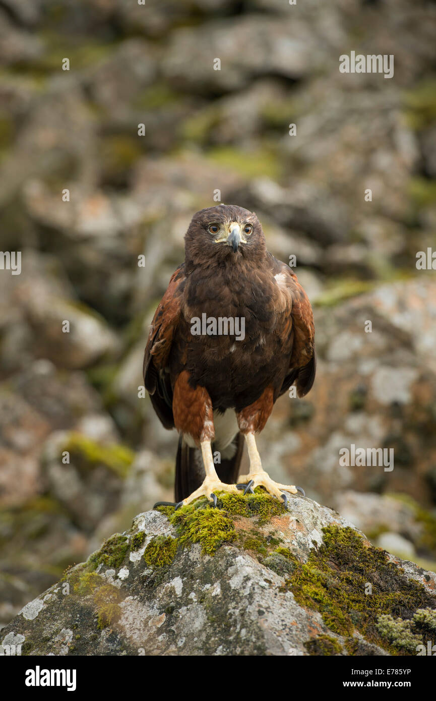 Avian anatomy hi-res stock photography and images - Alamy
