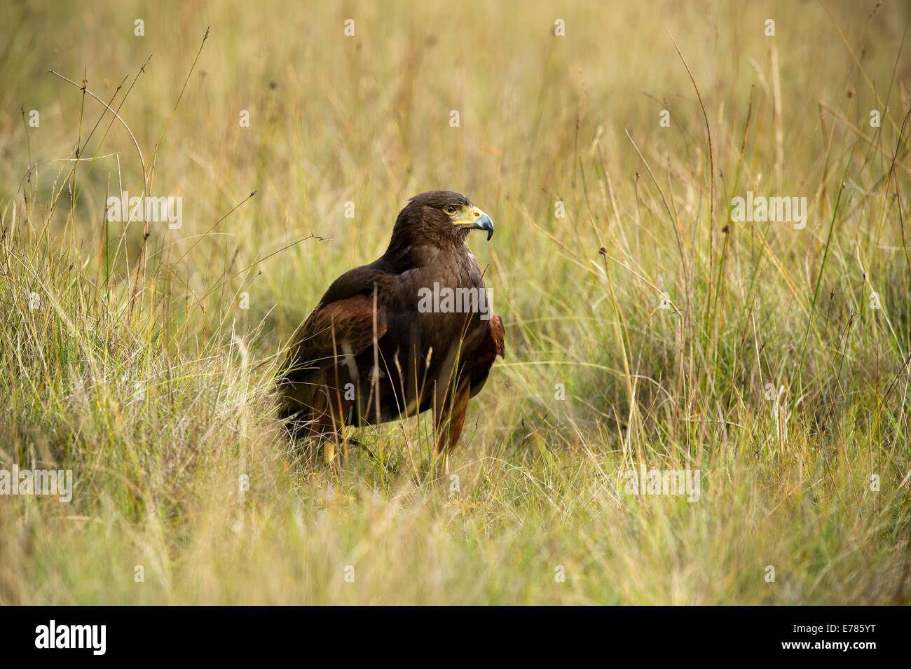 Hawk anatomy hi-res stock photography and images - Alamy