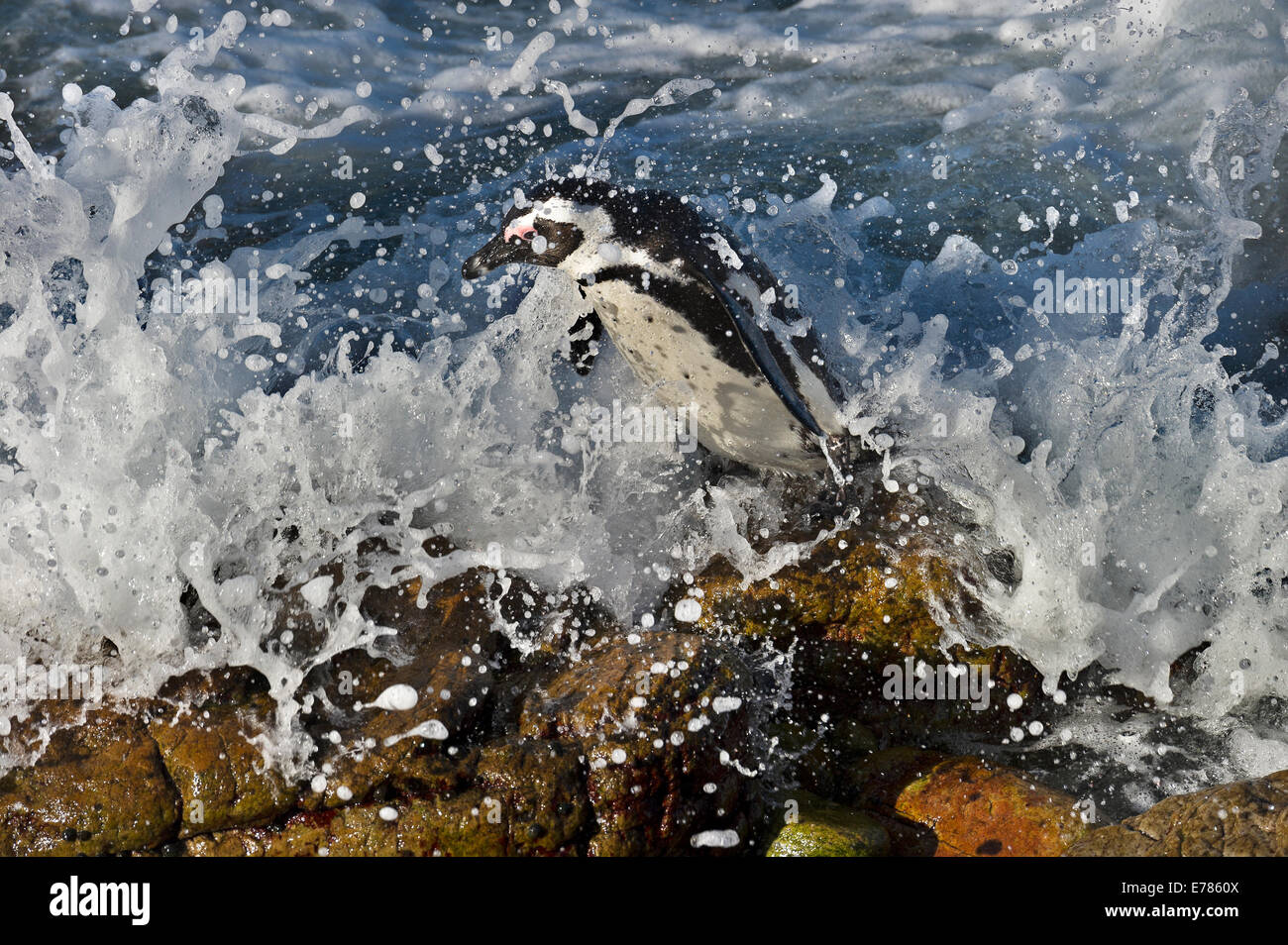 South Africa, Cape Peninsula, Jackass Penguin, Spheniscus demersus ...