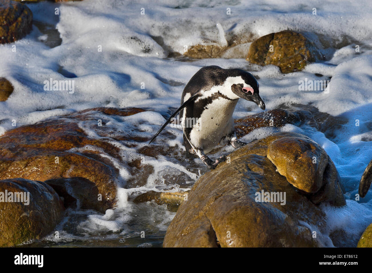 South Africa, Cape Peninsula, Jackass Penguin, Spheniscus demersus ...