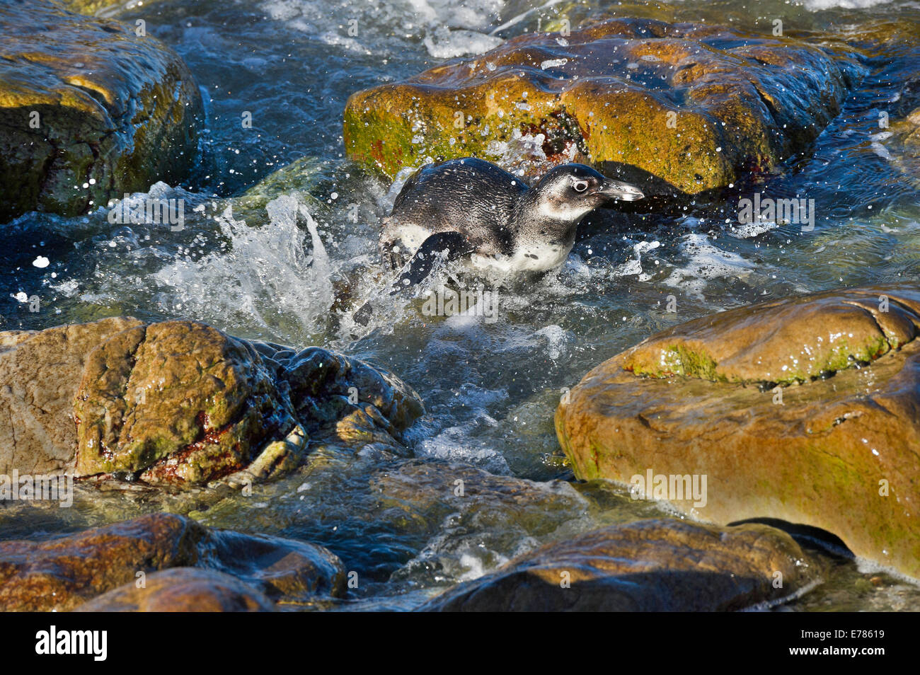 South Africa, Cape Peninsula, Jackass Penguin, Spheniscus demersus ...