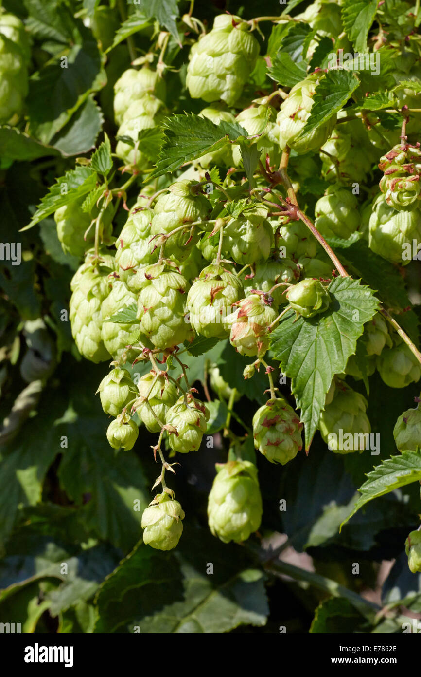 Wild hops hi-res stock photography and images - Alamy