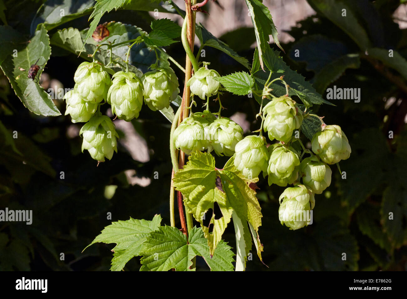 Wild hops flowering by the River Thames at Hampton Court. London ...