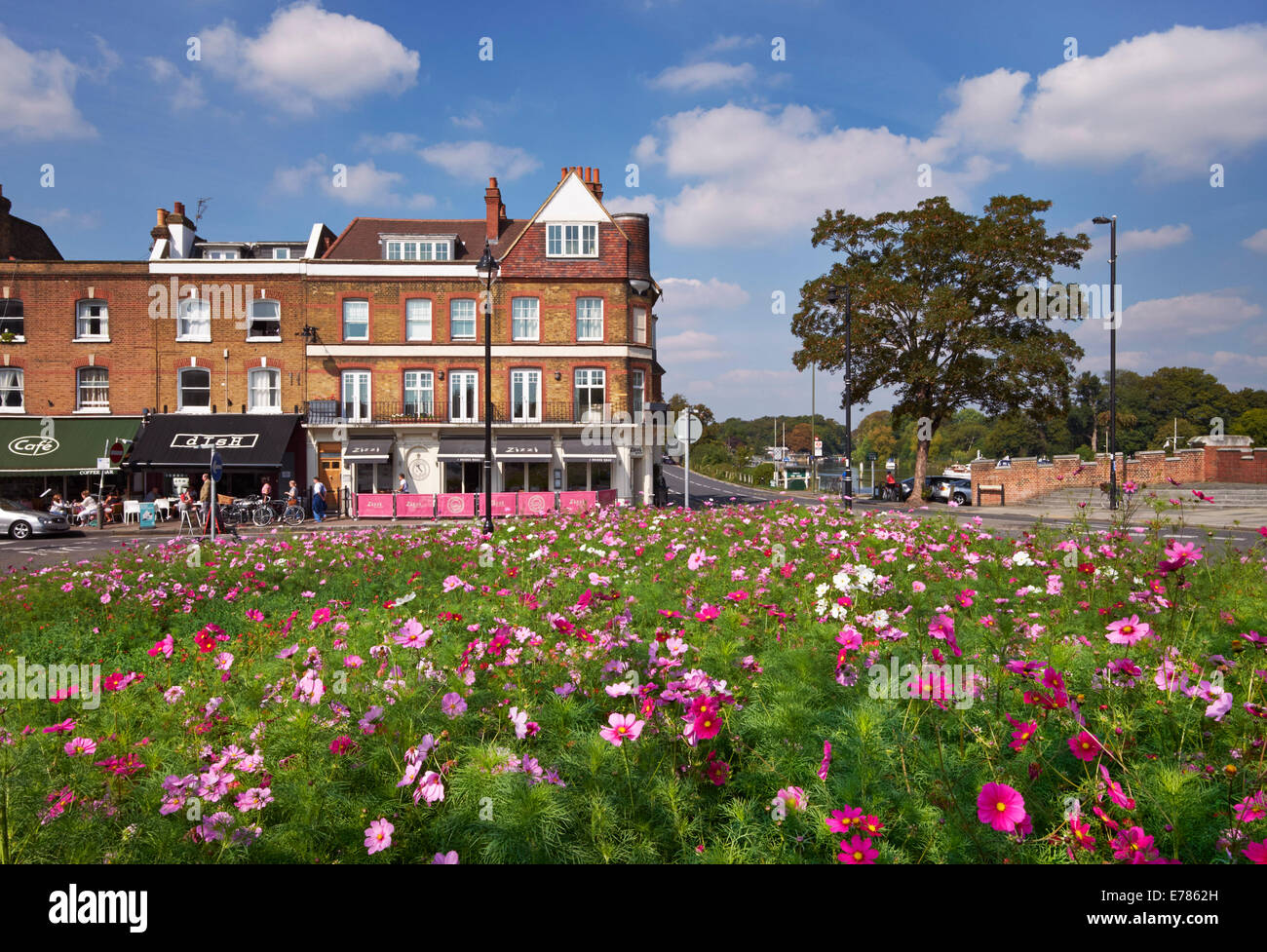 Cosmos flowers on a traffic island by the River Thames at Hampton Court ...