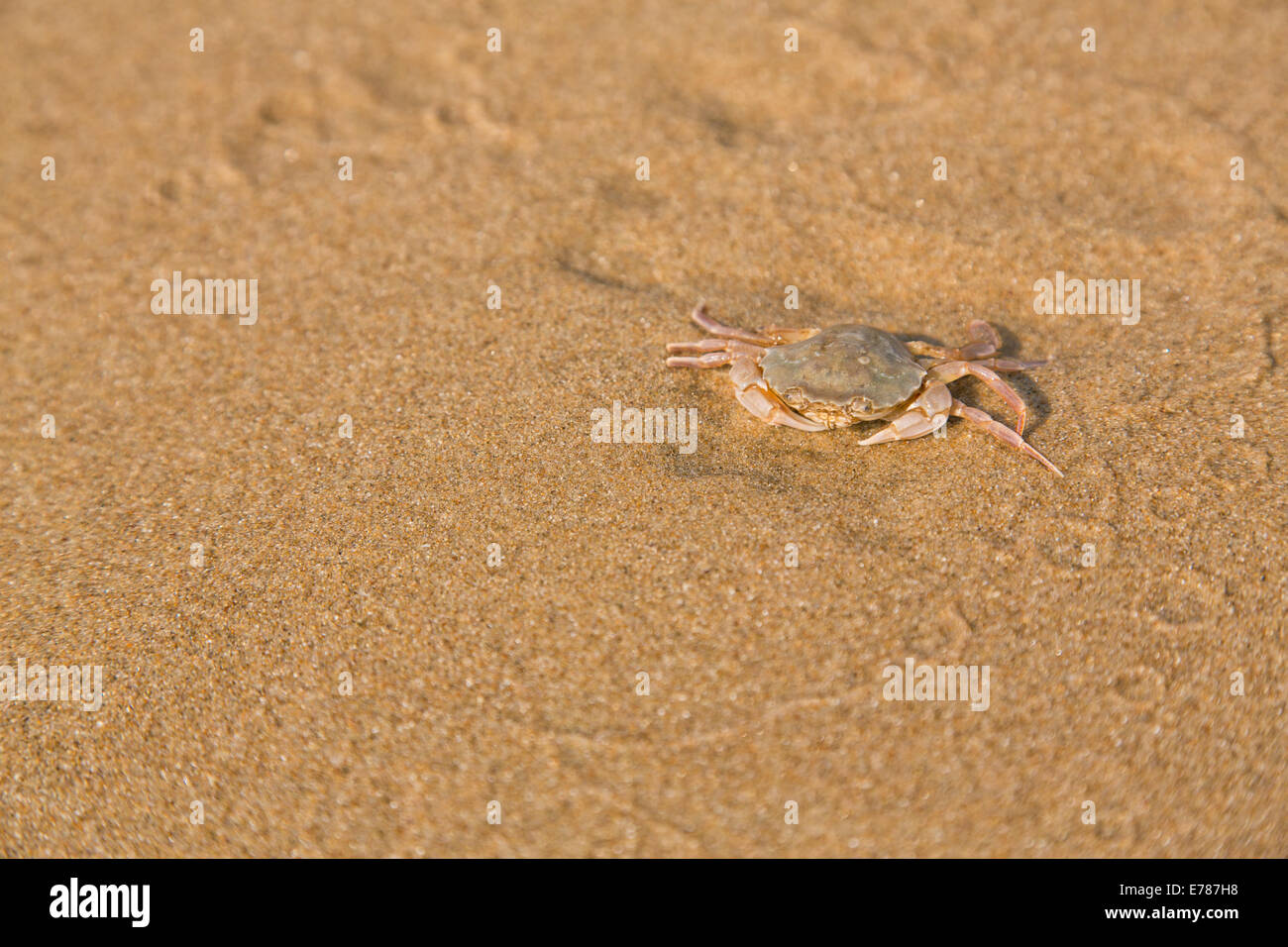 Baby crab on the sandy beach, sea shore Stock Photo - Alamy