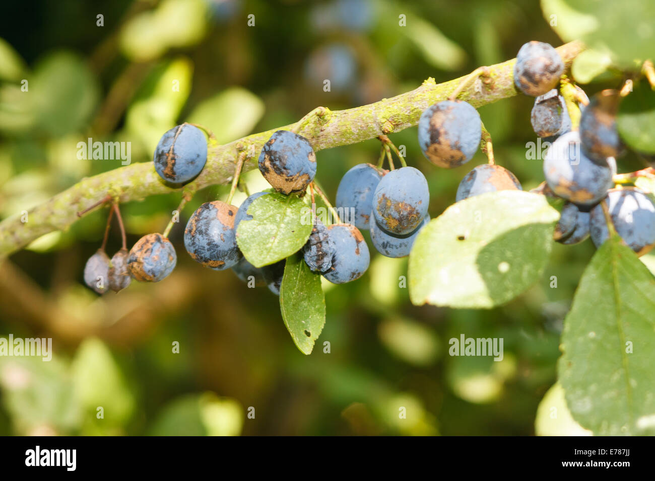 Sloes hanging from a branch of the Blackthorn bush Stock Photo - Alamy