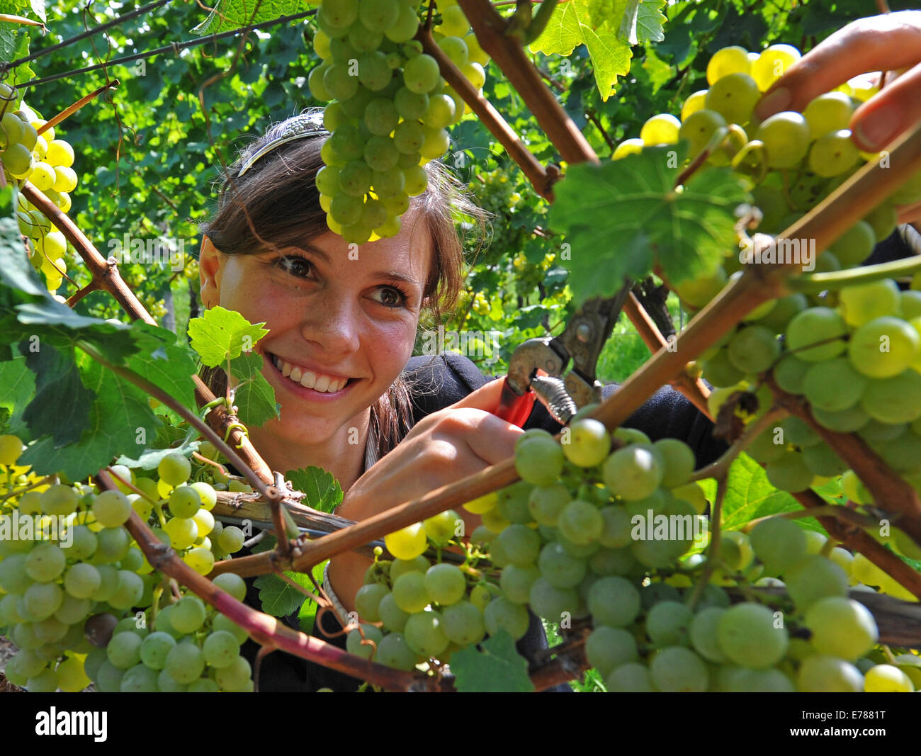 Princess grape hi-res stock photography and images - Alamy