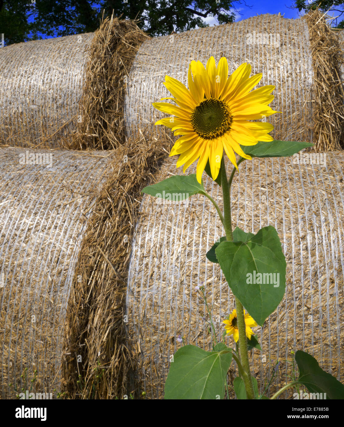 Straw flower hi-res stock photography and images - Alamy