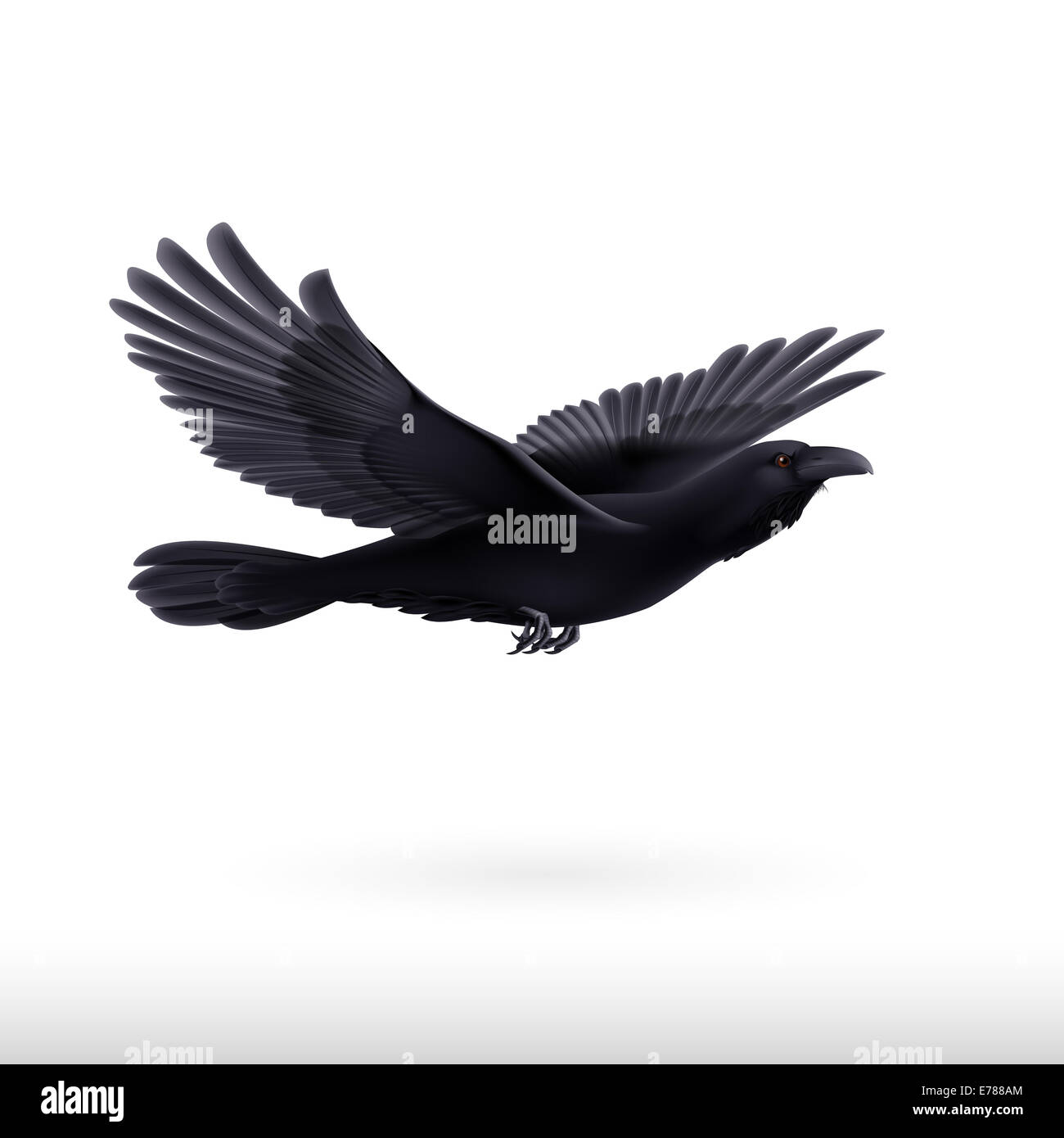 Black crow precipitously flying on the white background Stock Photo - Alamy