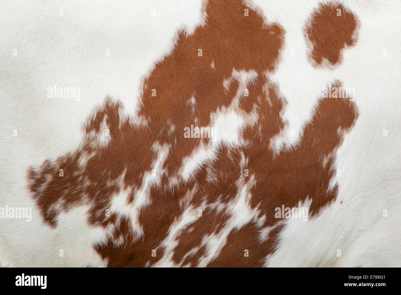 Cow skin pattern hi-res stock photography and images - Alamy