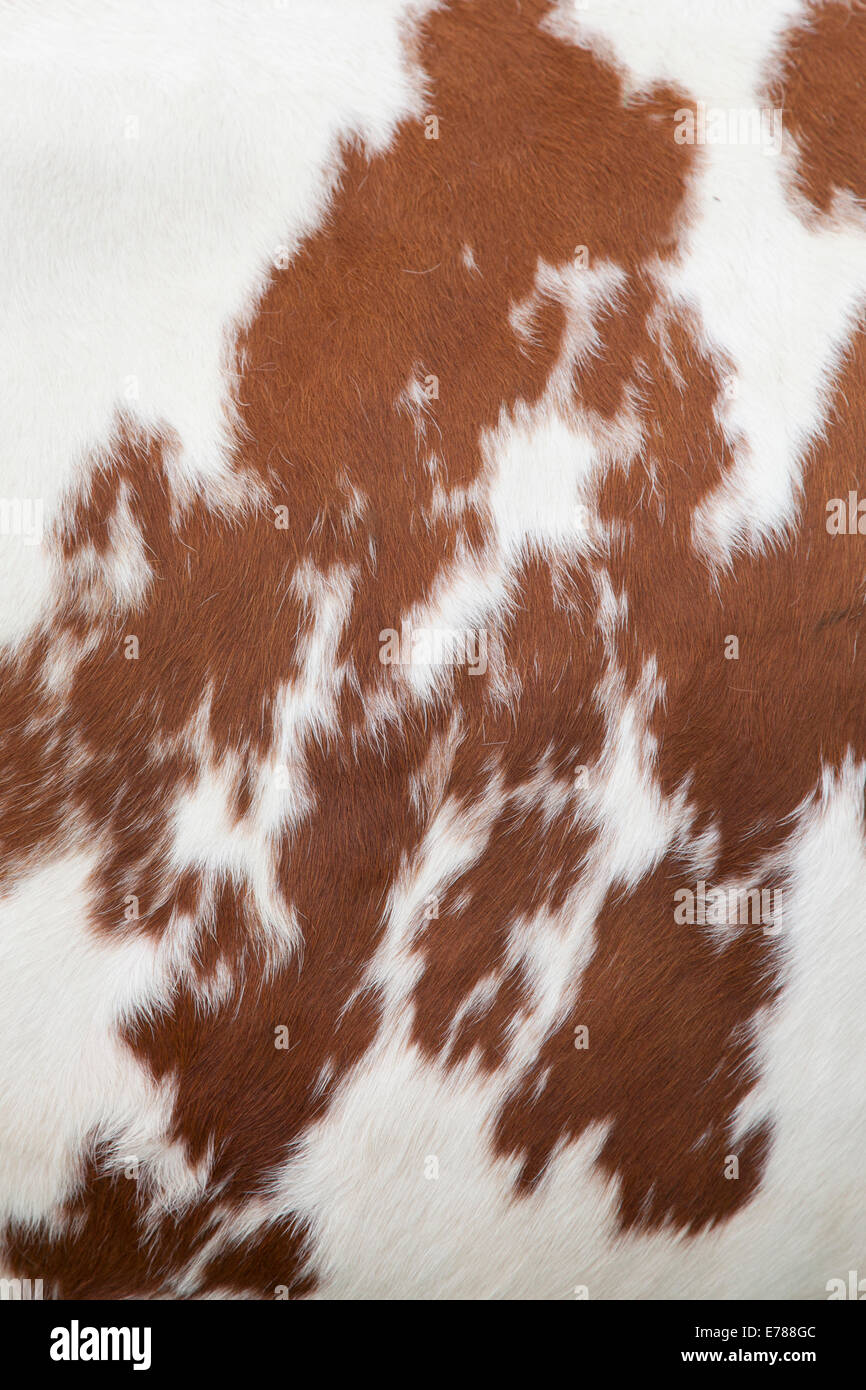 Cow hides hi-res stock photography and images - Alamy