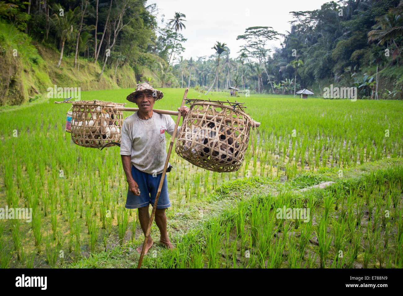 A local farmer carries his animals across rice fields on a hot sunny ...