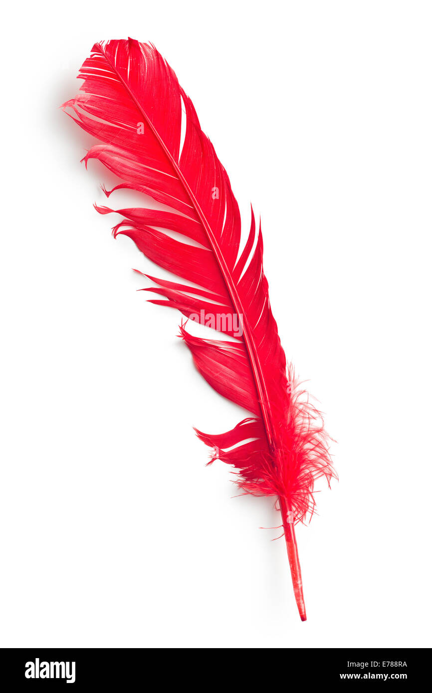 red feather on white background Stock Photo - Alamy