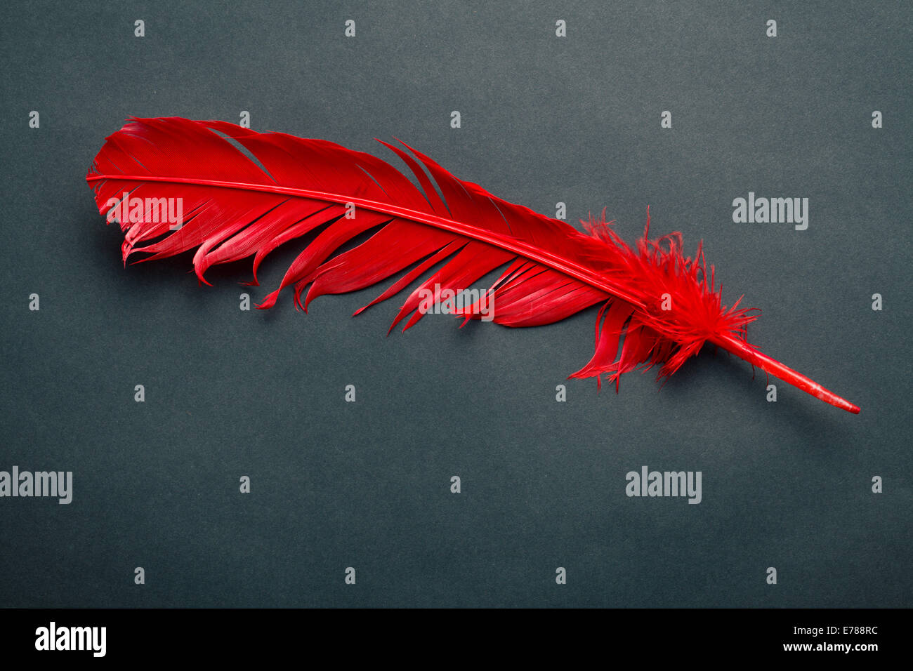 red feather on black background Stock Photo - Alamy
