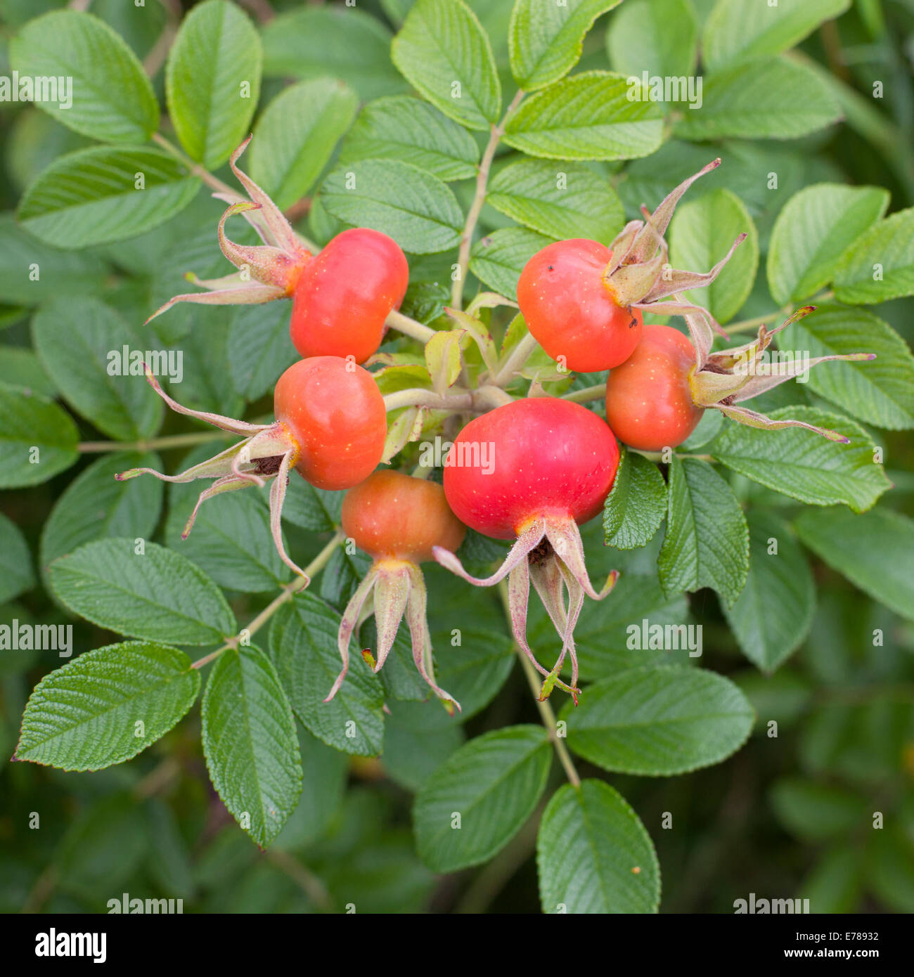 bunch of ripe red rosehips on plant in garden Stock Photo - Alamy