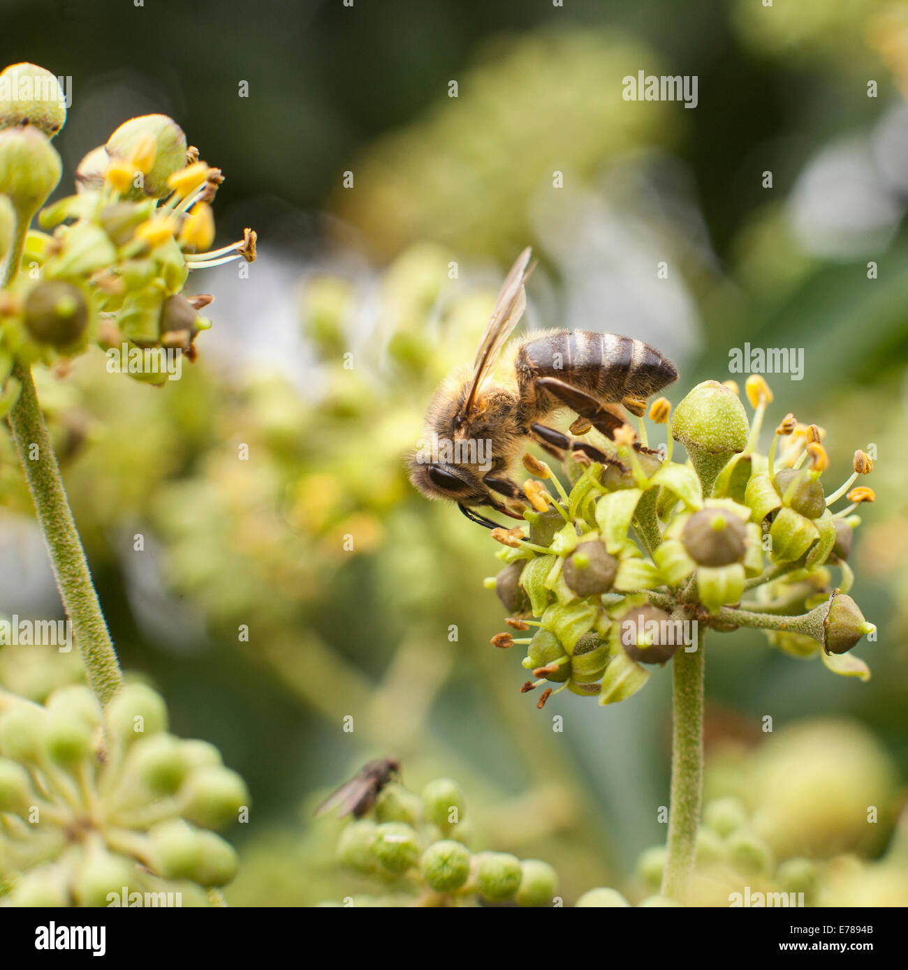 Collecting nectar on flower hi-res stock photography and images - Alamy