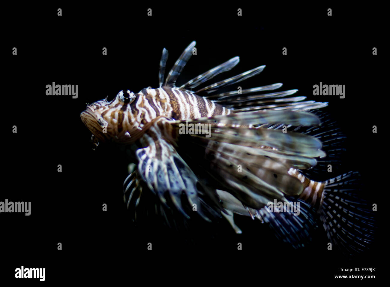 Lionfish caribbean hi-res stock photography and images - Alamy