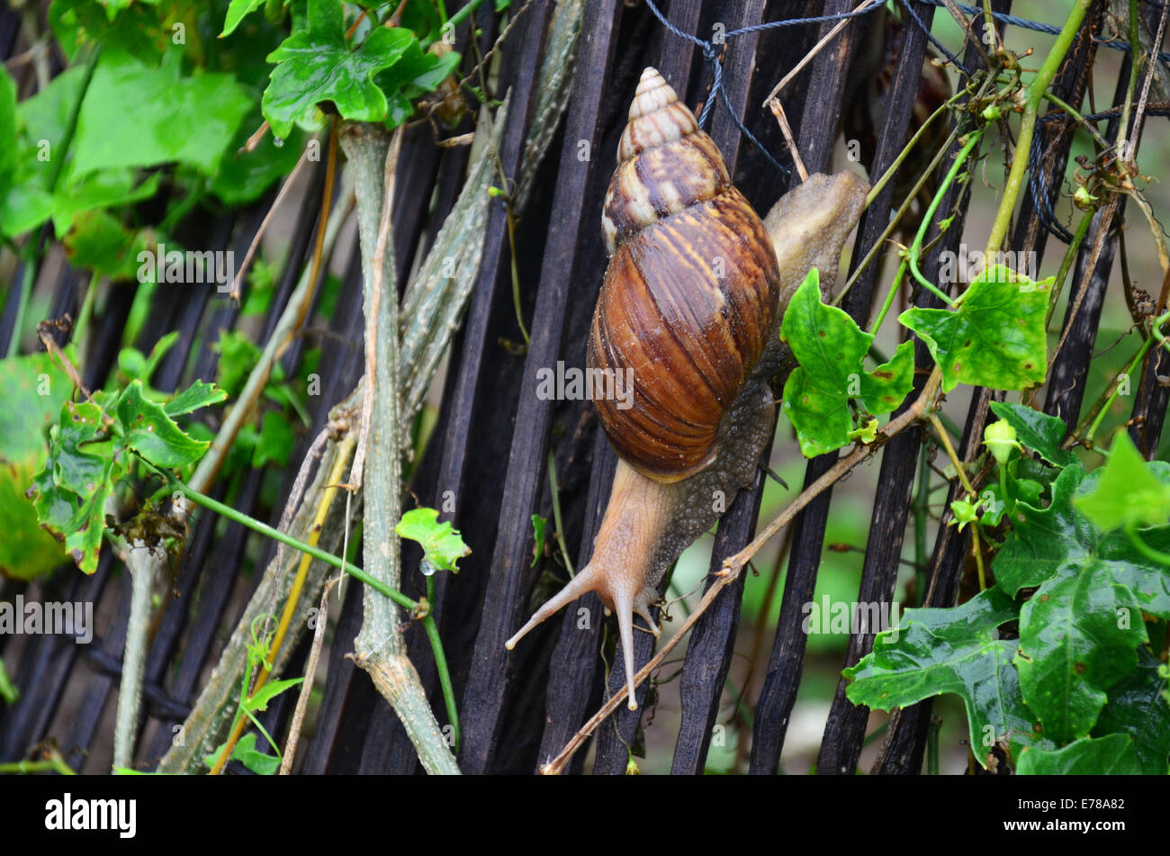 Snail in the garden Stock Photo - Alamy
