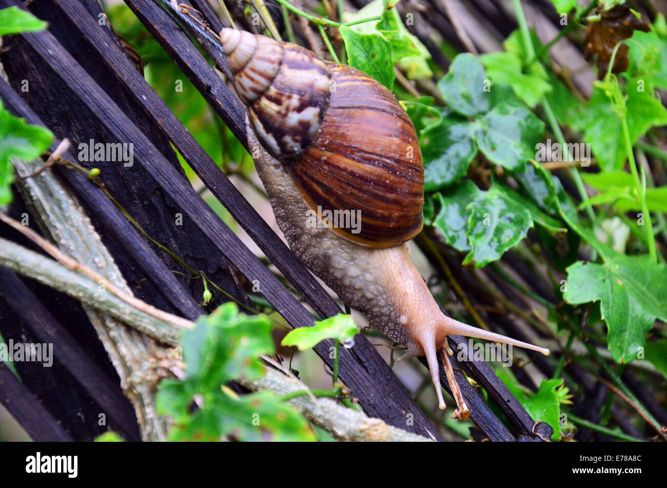 Snail in the garden Stock Photo - Alamy