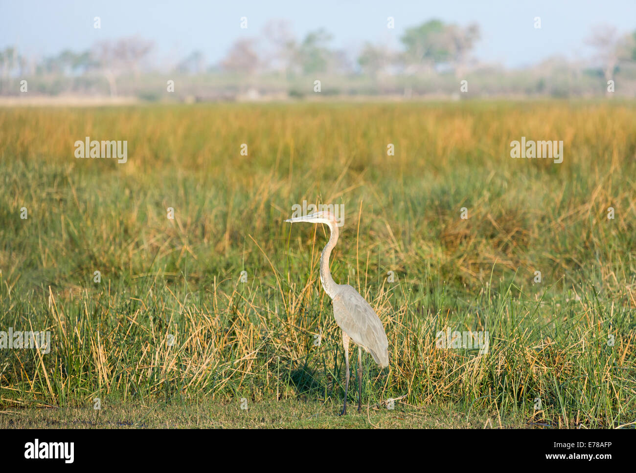 Purple heron (Ardea purpurea) in a swamp lagoon at Zarafa Camp, Selinda ...