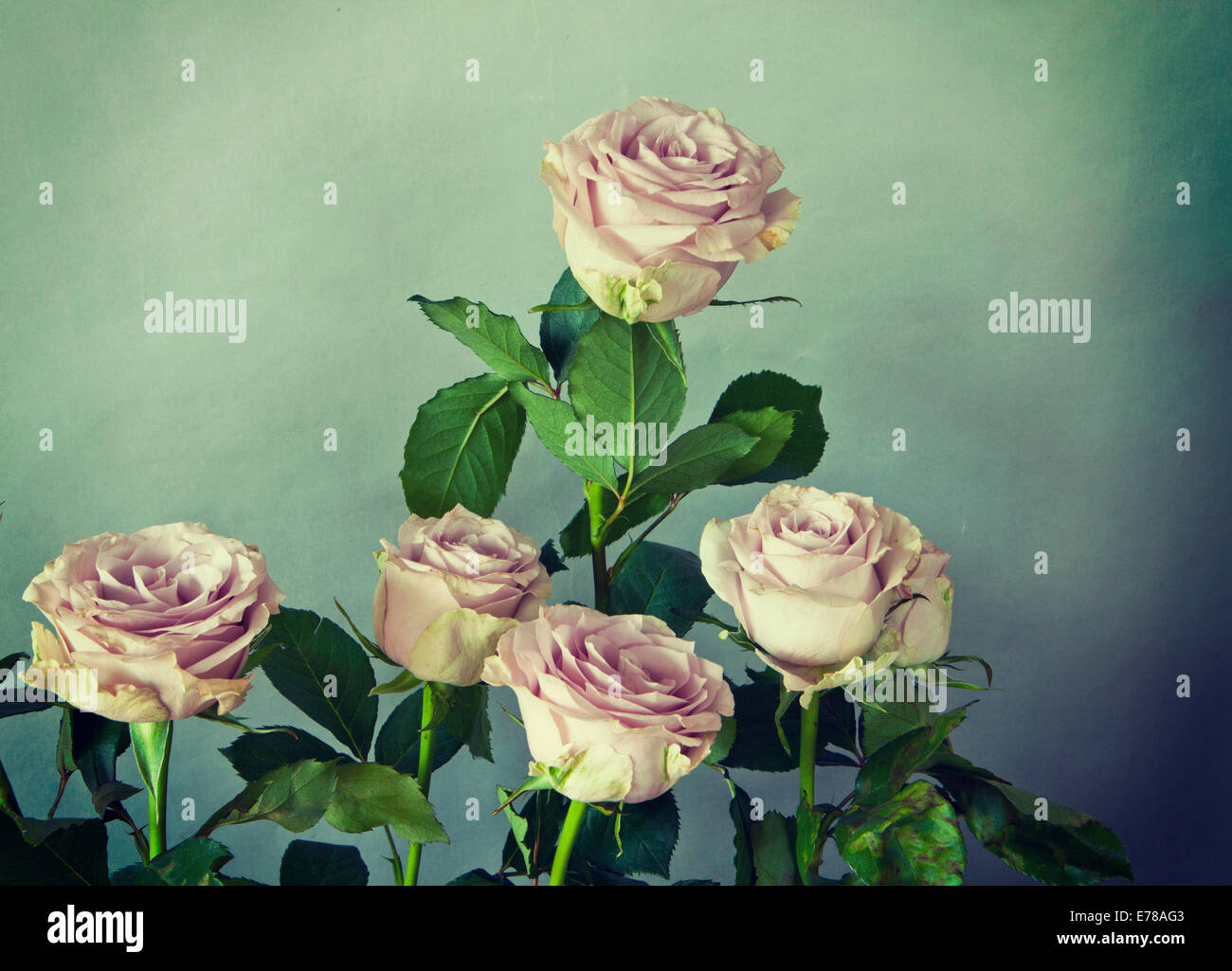 bunch of romantic roses with Instagram-like vintage desaturated effect ...