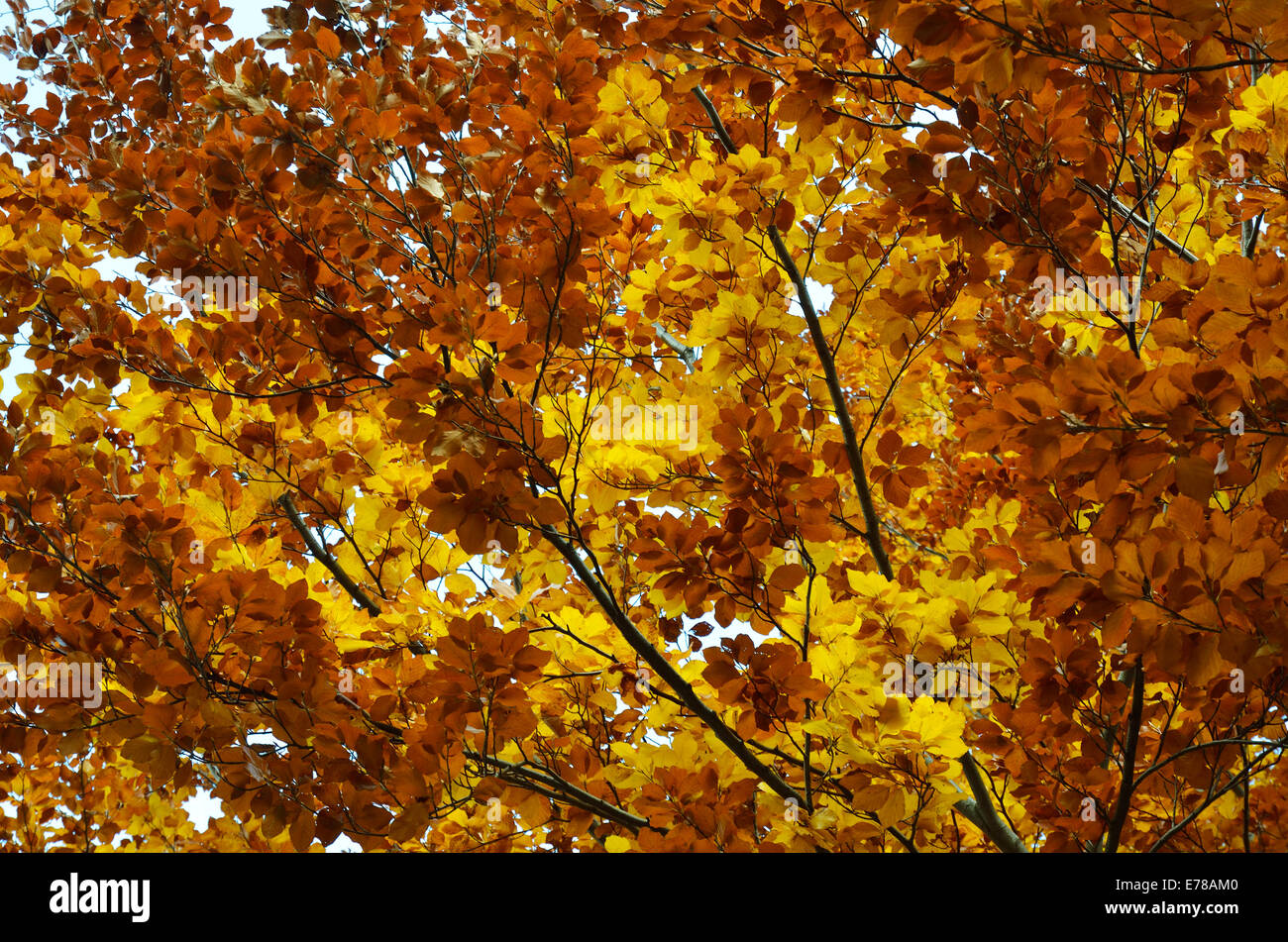 Upper branches of the autumnal trees Stock Photo - Alamy