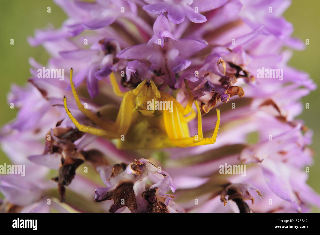 Spider spiders roberto nistri horizontal hi-res stock photography and ...