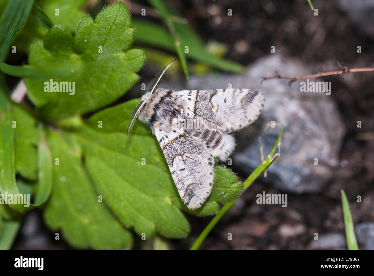 A Sallow kitten moth, Furcula furcula, at rest on a leaf Stock Photo ...