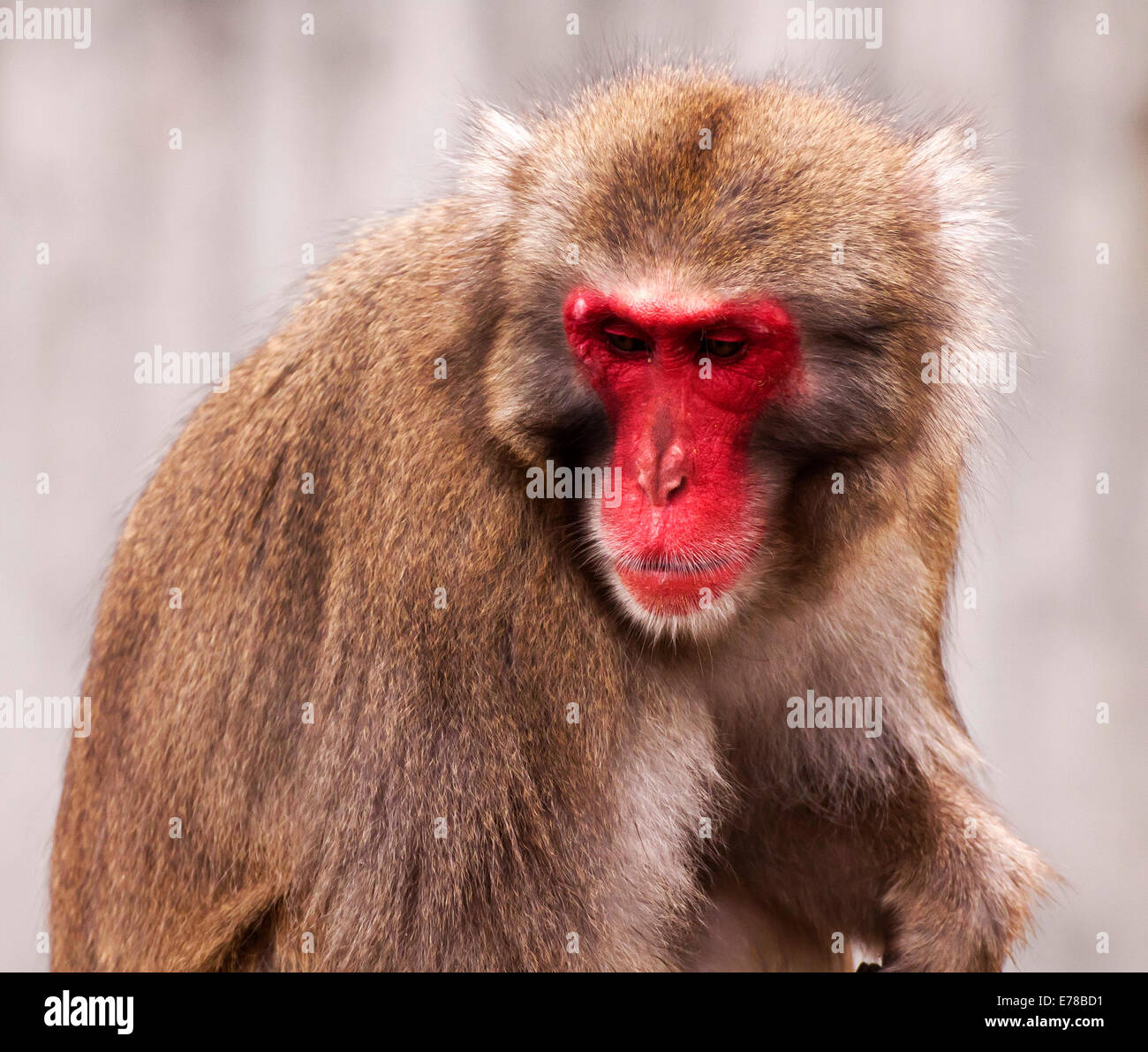 Japanese macaque close up Stock Photo - Alamy